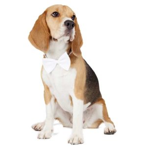Italian Greyhound Dog Breed: Profile, Personality, Facts