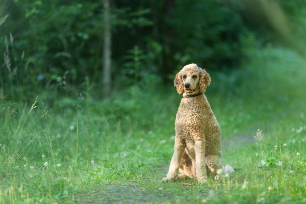 Poodle Dog Breed Information | Temperament & Health