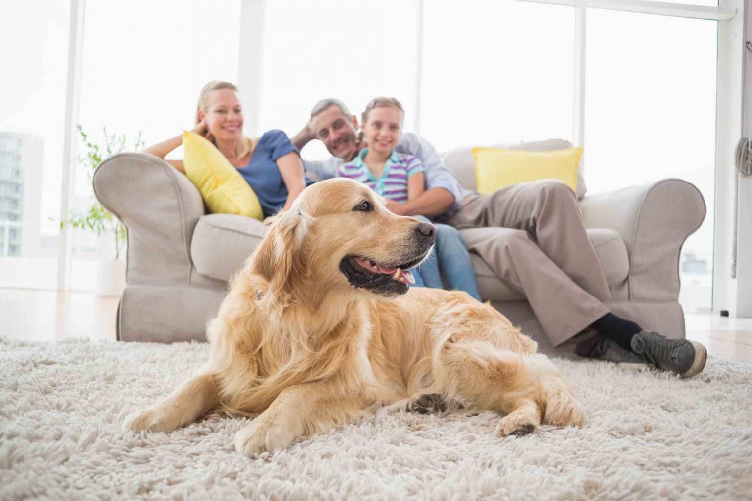 Top 10 Best Family Dogs - Best dogs for families with young children