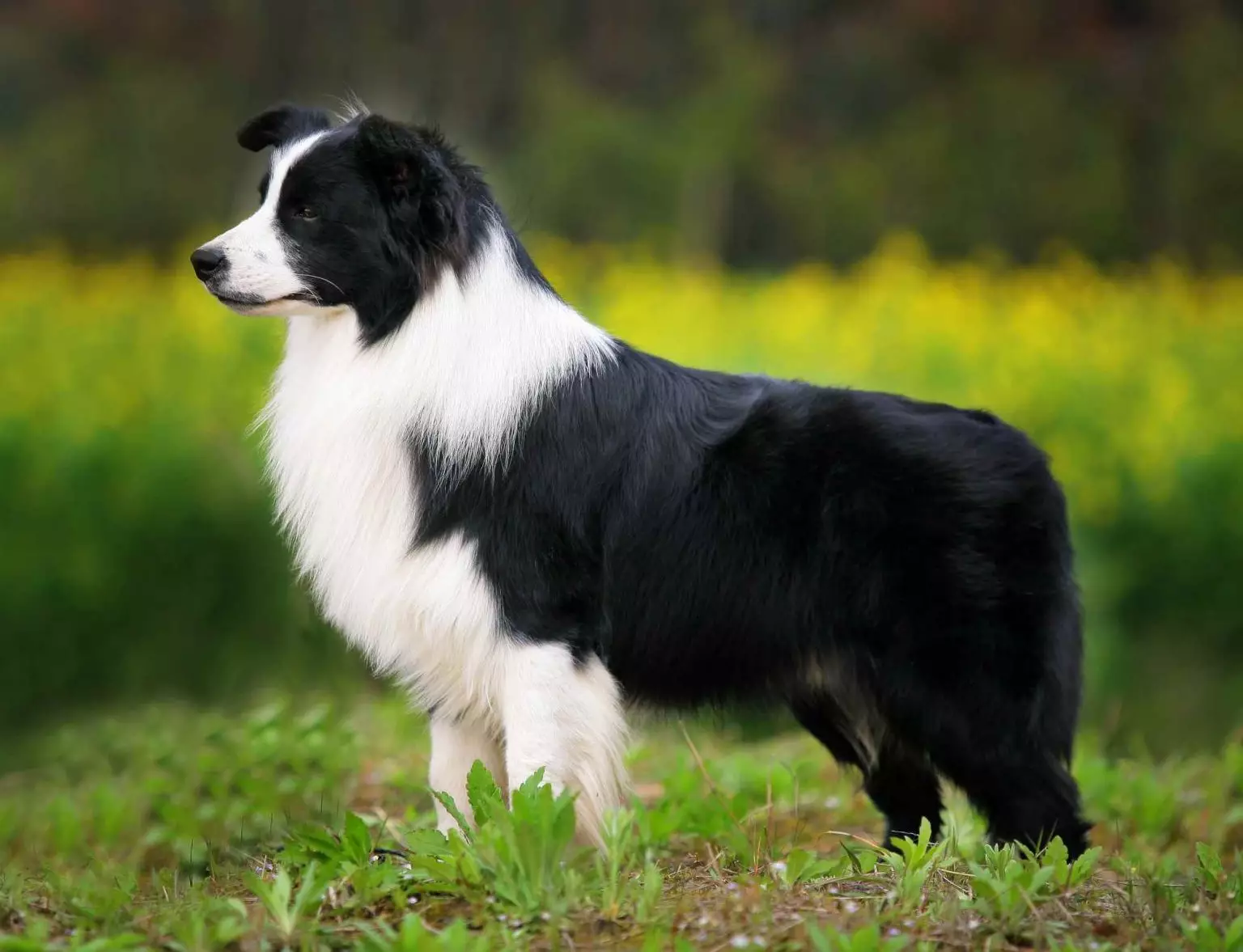 30 Fluffy Dog Breeds (Big and Small)