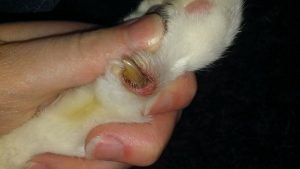Nail disorder and torn nails in dogs and cats