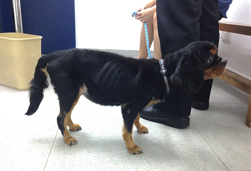 How Long Can Dogs Live With Heart Failure