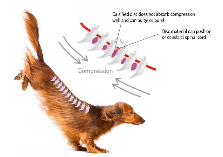 Intervertebral disc disease in dogs - causes, symptoms, treatment & cost