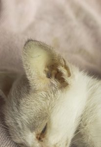 Biliary tract disorder in cats