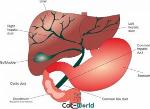 Biliary tract disorder in cats
