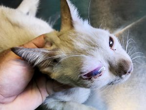 Uveitis in dogs and cats