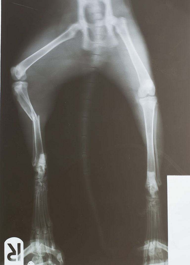 Fracture of pelvic limb in dogs and cats
