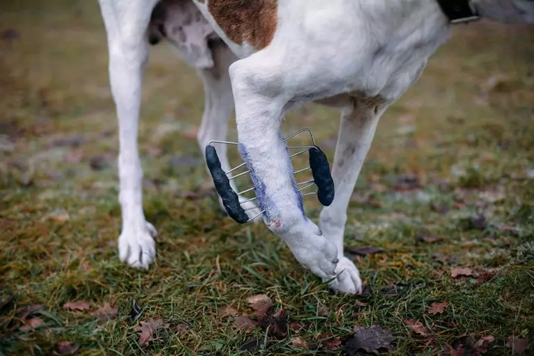 Fracture of thoracic limb in dogs and cats