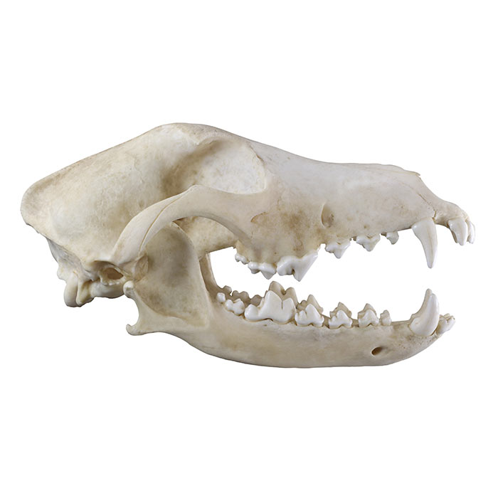 Fracture Of The Skull In Dogs And Cats