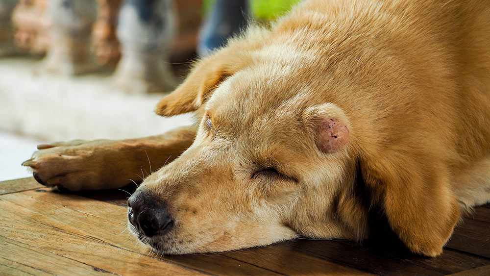 Mass Lesion In Dogs And Cats Mass Lesion In Dogs And Cats