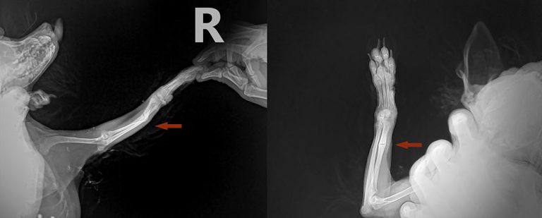 Fracture of thoracic limb in dogs and cats