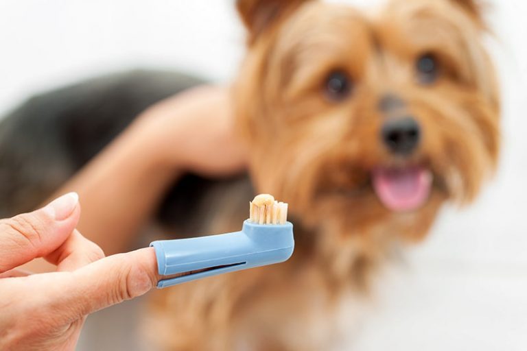 Maintaining your pets' dental hygiene - Bow Wow Meow Pet Insurance