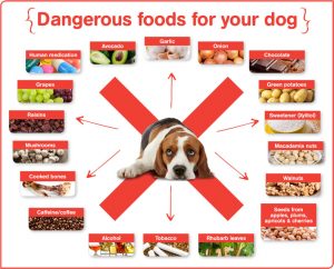 Foods Bad for Dogs: What to Feed & Not Feed Your Dog