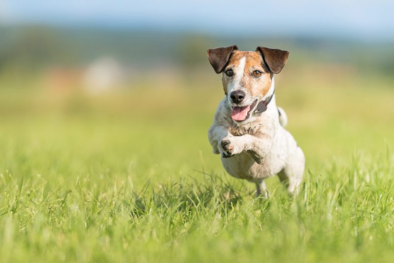Why exercising your adult dog is so important