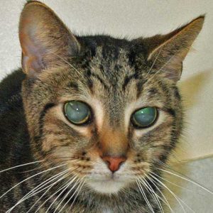 Progressive Retinal Atrophy (PRA) in dogs and cats