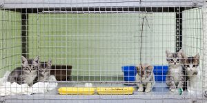 Adopting a stray cat - do’s and don’ts and what you need to know
