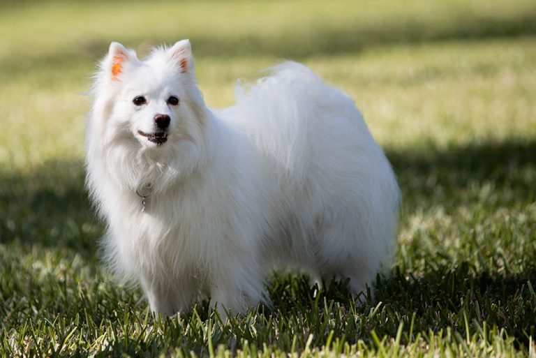 30 Fluffy Dog Breeds (Big and Small)