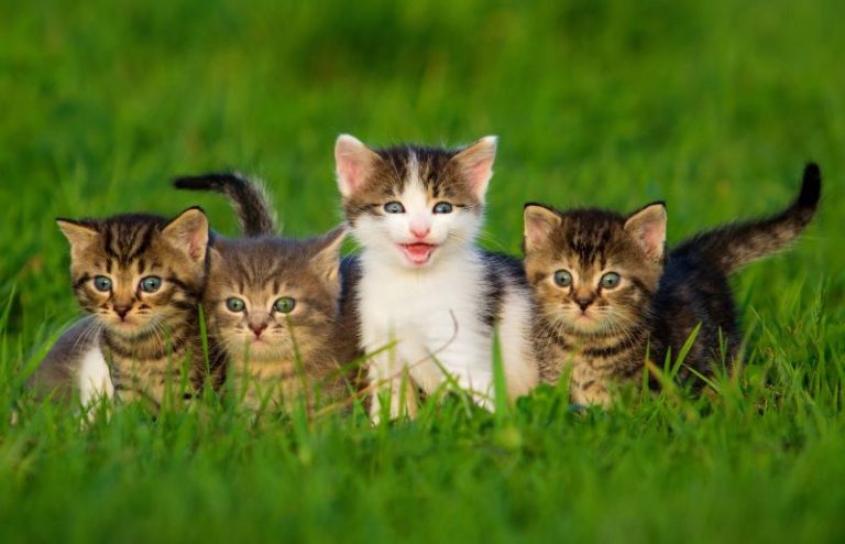 Cat tail signs (What your cat's tail tells you)