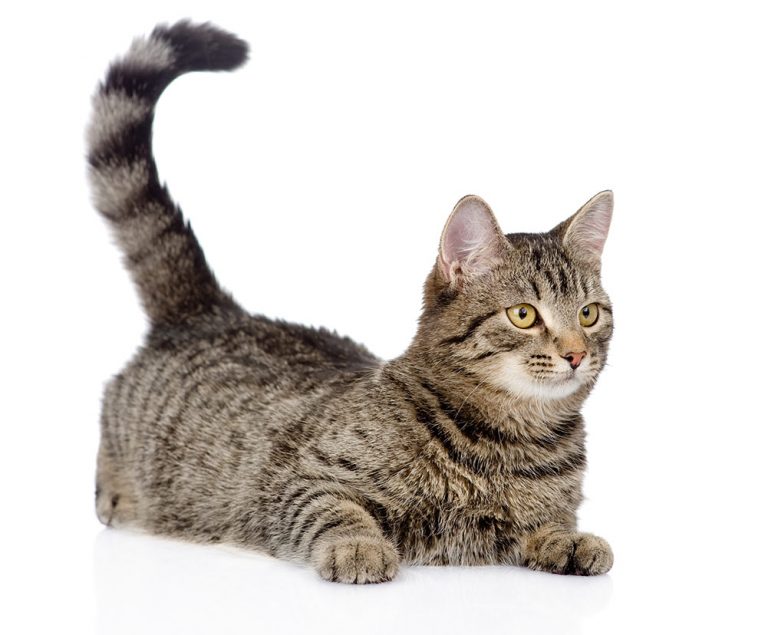 Cat tail signs (What your cat's tail tells you)