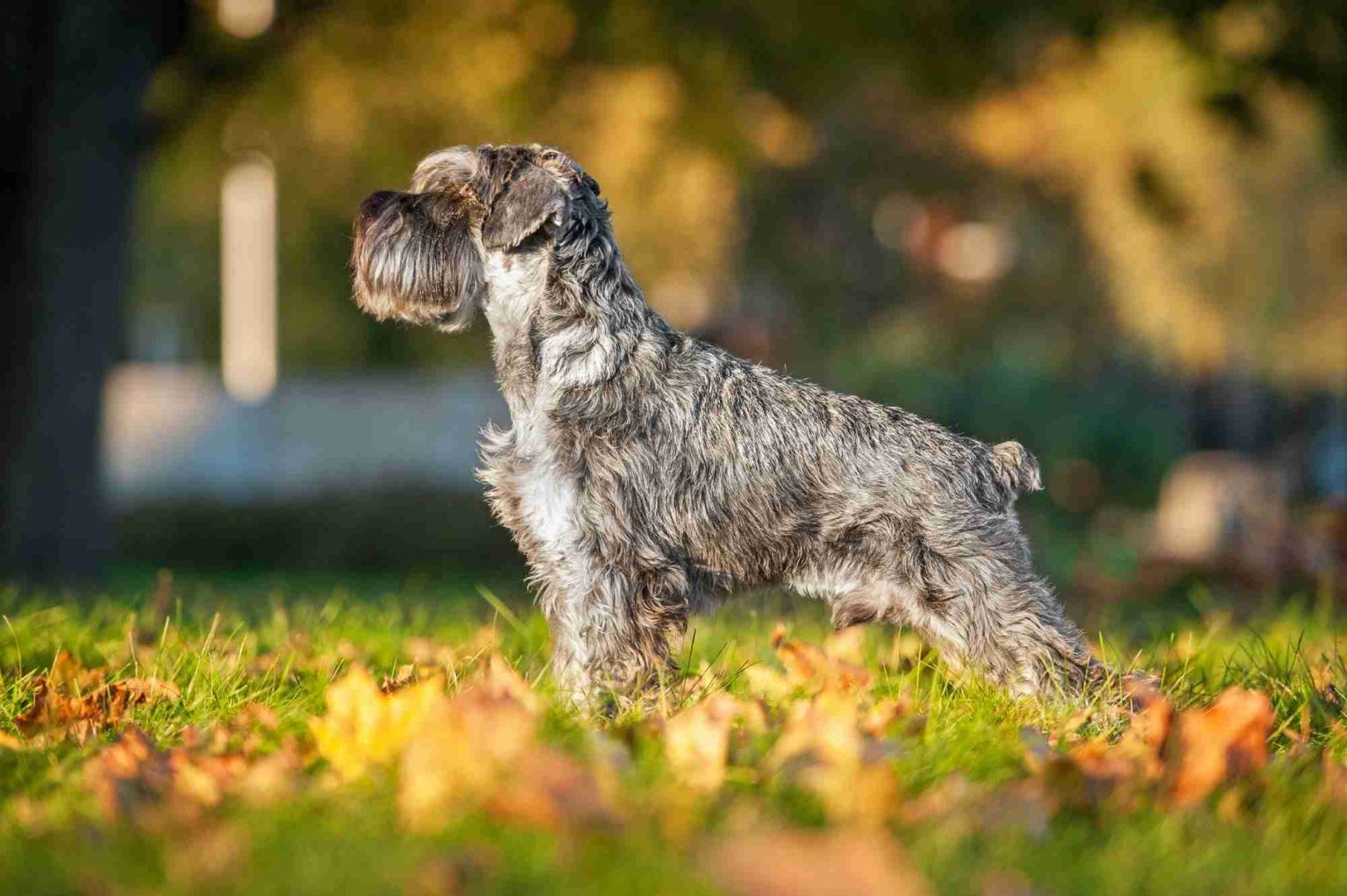 Top 10 Small Dog Breeds in Australia - the most popular small dogs