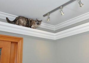 Best outdoor runs and enclosures for cats | Keeping Cats Happy & Safe