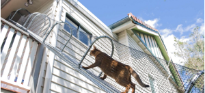 Best outdoor runs and enclosures for cats | Keeping Cats Happy & Safe