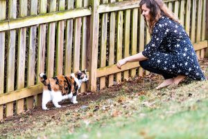 Best outdoor runs and enclosures for cats | Keeping Cats Happy & Safe