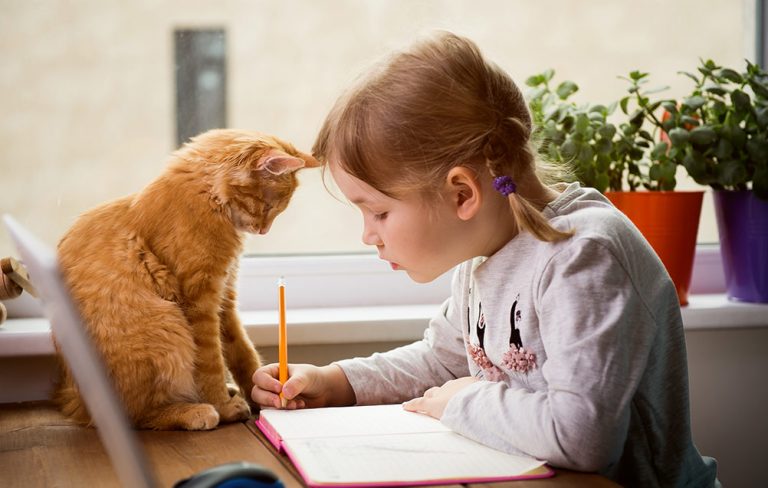 Bringing a new kitten home for the first time: Tips & advice