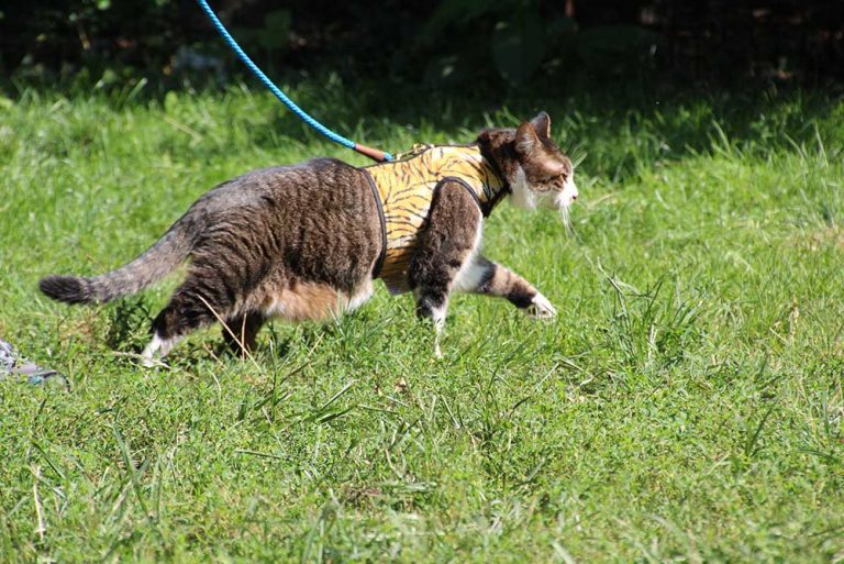 Walking with your cat - how to walk on the leash & tips for hiking ...