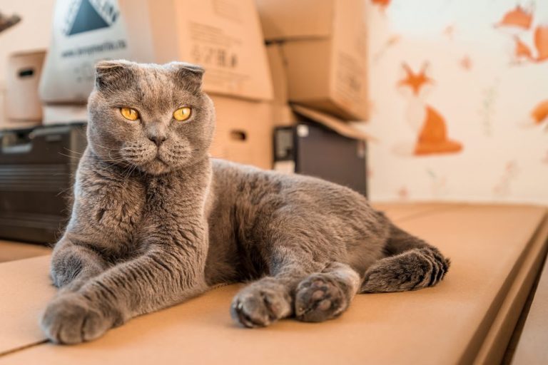 Moving house with a cat: Tips for a smooth and stress-free move