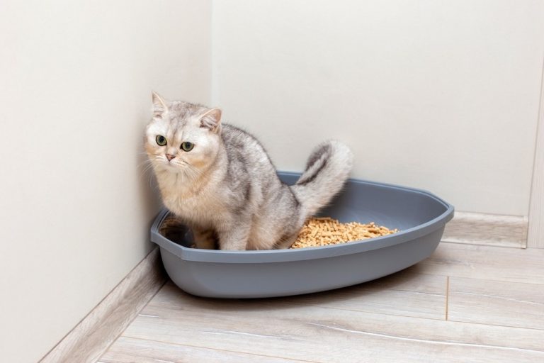 Cat Peeing Everywhere? Tips to Stop Inappropriate Urination