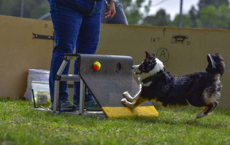 Dog sports: physical and mental exercise plus lots of fun for dogs & owners
