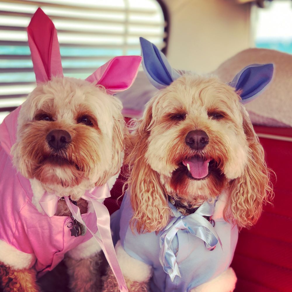 Easter fun with pets: Treasure hunts, treats, gifts and games