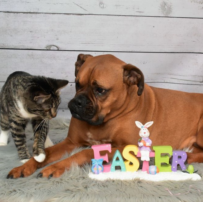 Easter fun with pets: Treasure hunts, treats, gifts and games
