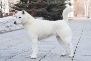 Japanese dog breeds - Shiba Inu, Akita Inu, Japanese Spitz & more
