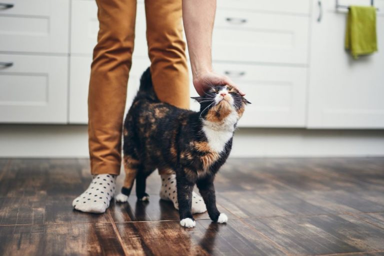 The benefits of having a cat: Top 10 ways cats improve our lives & health