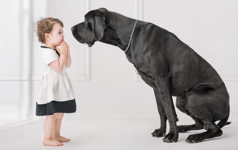 Giant dog breeds - The largest dog breeds - Breed Info