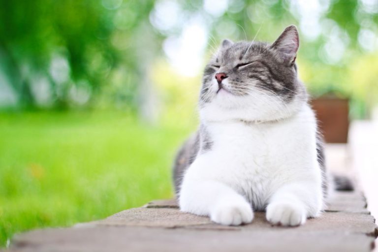 The benefits of having a cat: Top 10 ways cats improve our lives & health