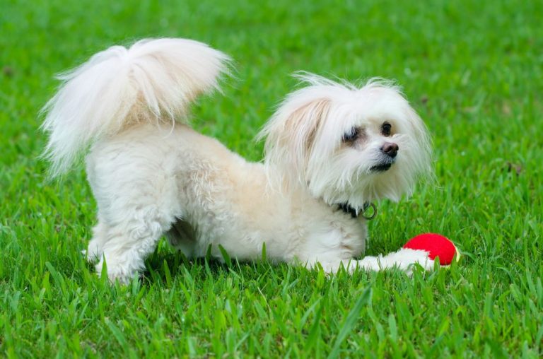 Top 10 Small Dog Breeds in Australia - the most popular small dogs