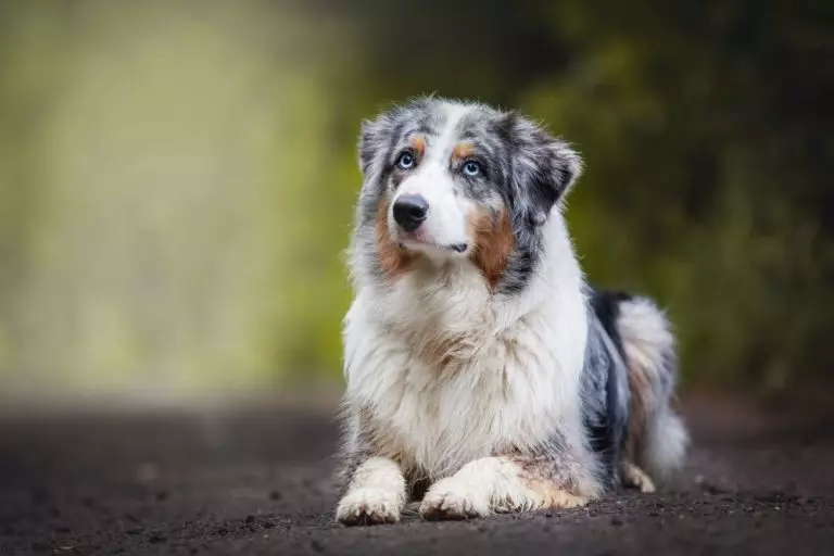 30 Fluffy Dog Breeds (Big and Small)