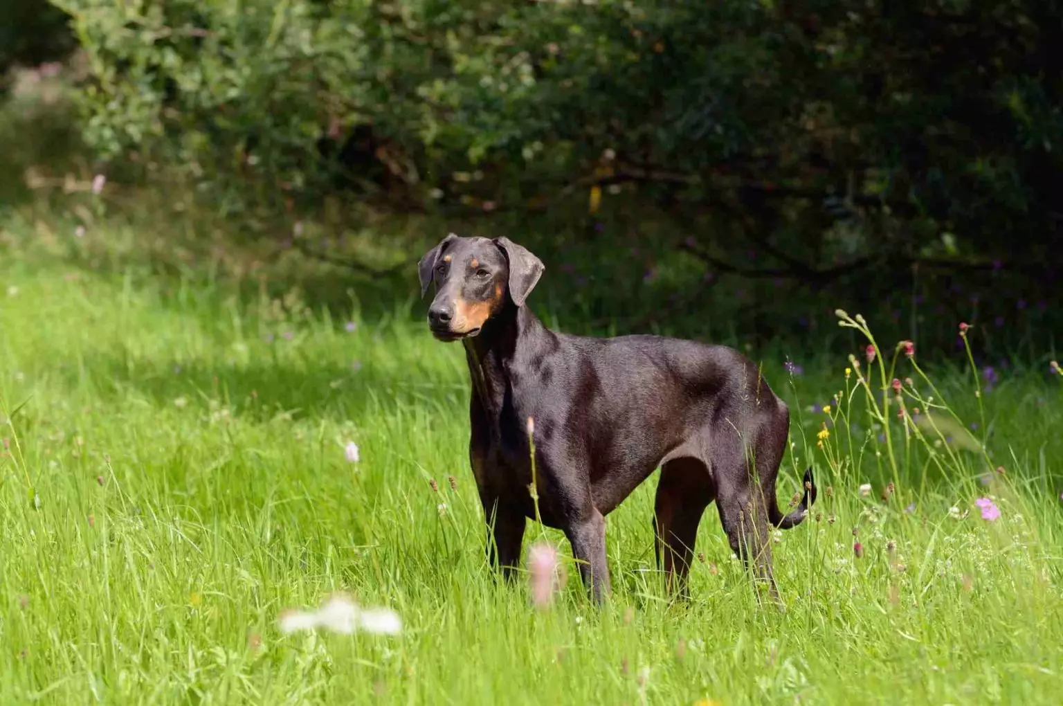 Top 10 Guard Dog Breeds | Best Watchdogs | Bow Wow Meow