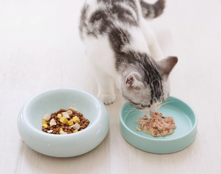 Dog bowls - choosing the best pet bowl for your dog or cat