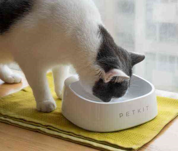 Dog bowls - choosing the best pet bowl for your dog or cat