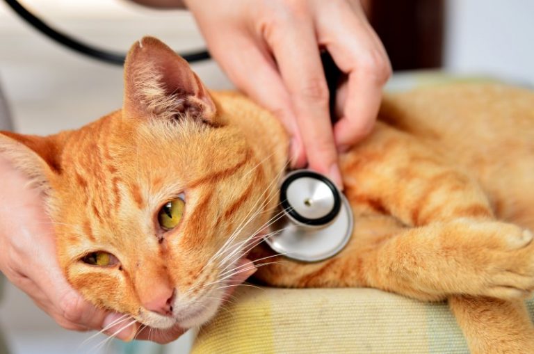List of 10 of the most common Cat Diseases & Health Problems