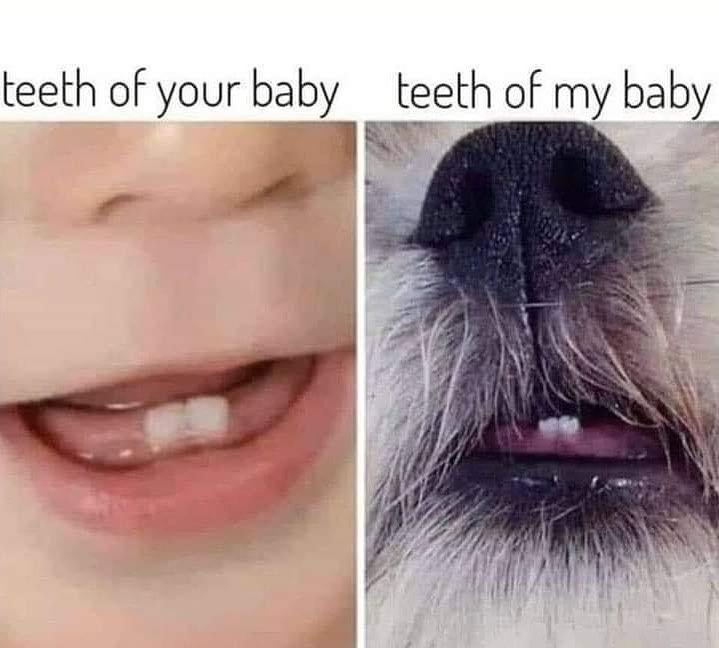 Is your pet your Fur Baby? Why we love our pets so much