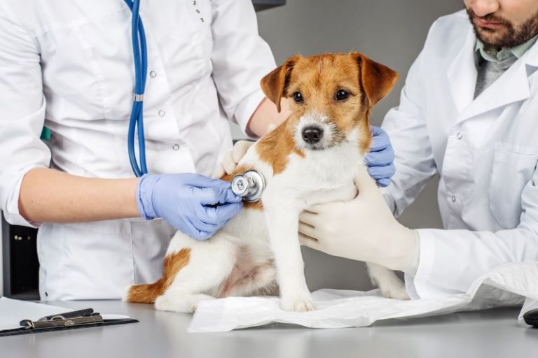 Protein Losing Enteropathy (PLE) in Dogs: Signs & Treatment