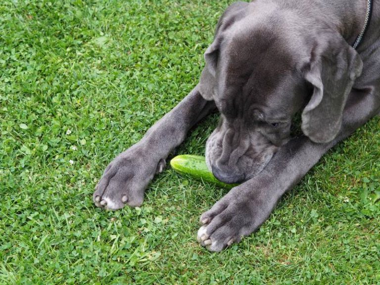 Can dogs eat cucumber? Everything you need to know - BWM
