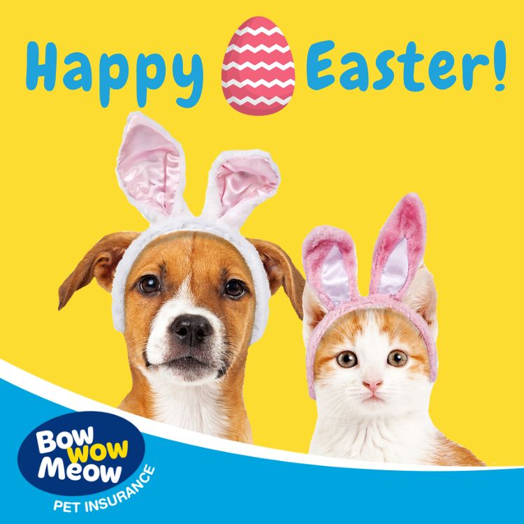 Easter fun with pets: Treasure hunts, treats, gifts and games