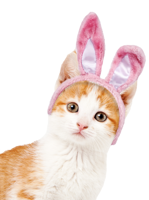 Easter fun with pets: Treasure hunts, treats, gifts and games