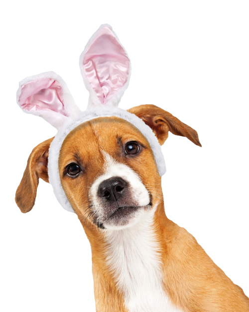 Easter fun with pets: Treasure hunts, treats, gifts and games